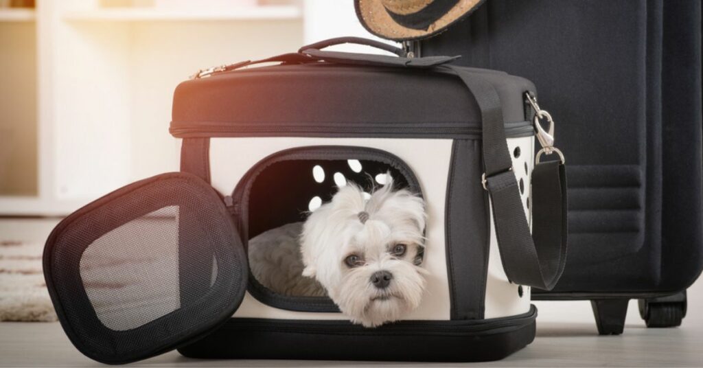 Best Pet Carriers For Air Travel And Safety